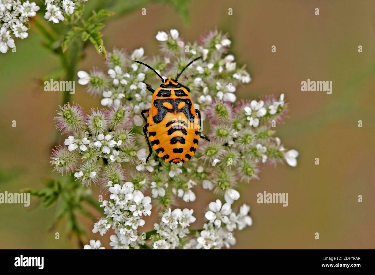 Bug larvae hi-res stock photography and images - Alamy