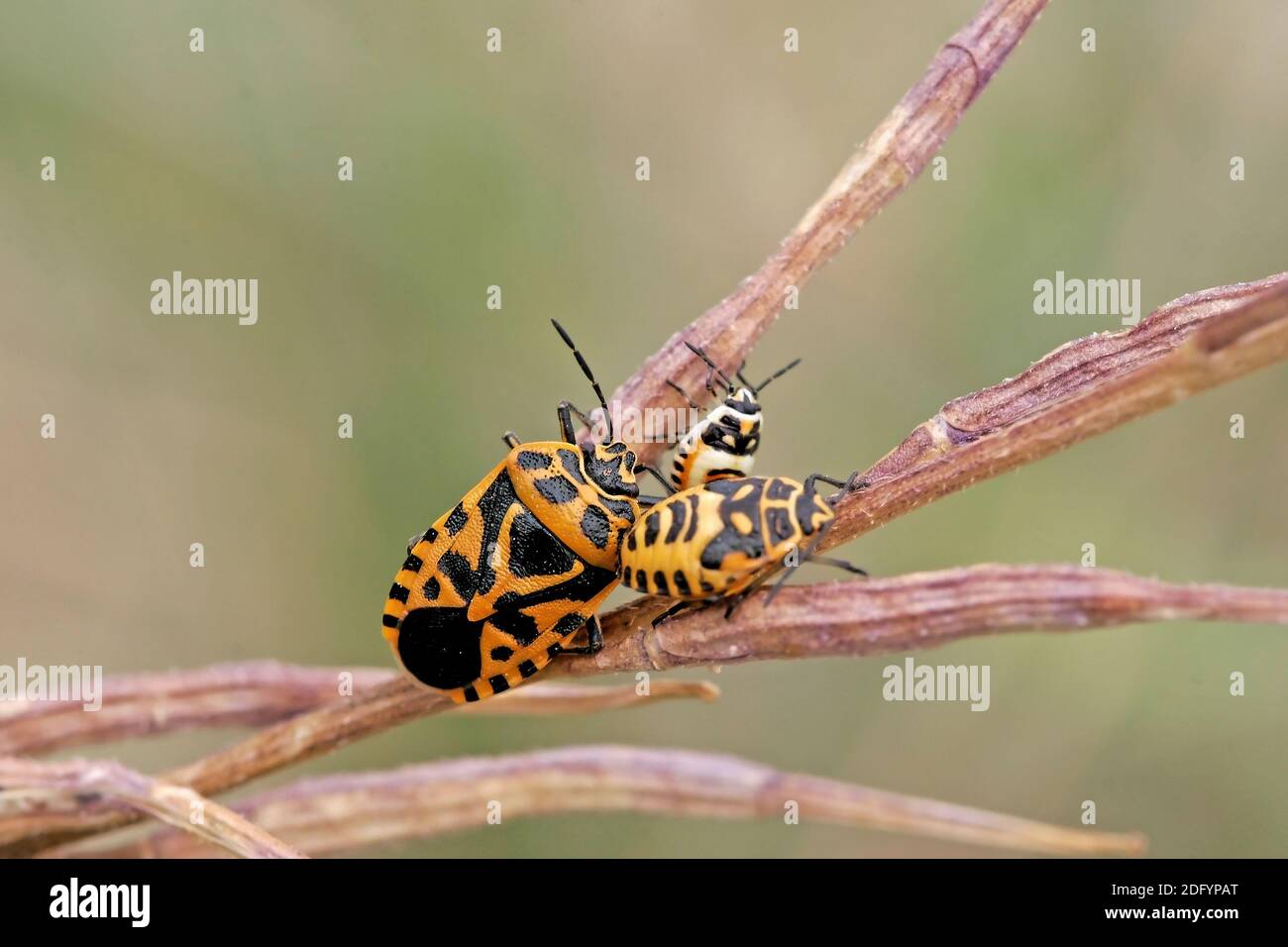 Bug larvae hi-res stock photography and images - Alamy
