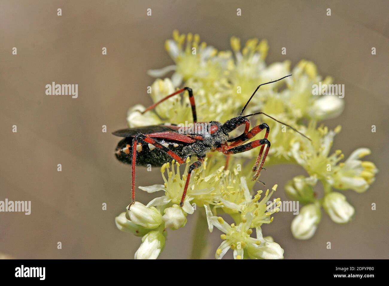 Rhinocoris erythropus hi-res stock photography and images - Alamy