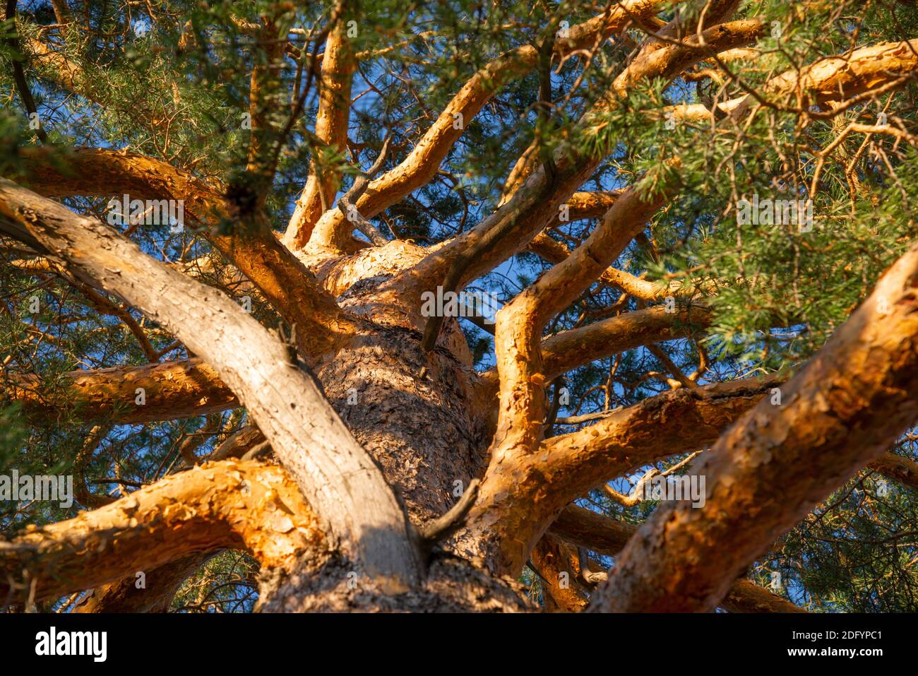 Twisting tree roots hi-res stock photography and images - Alamy