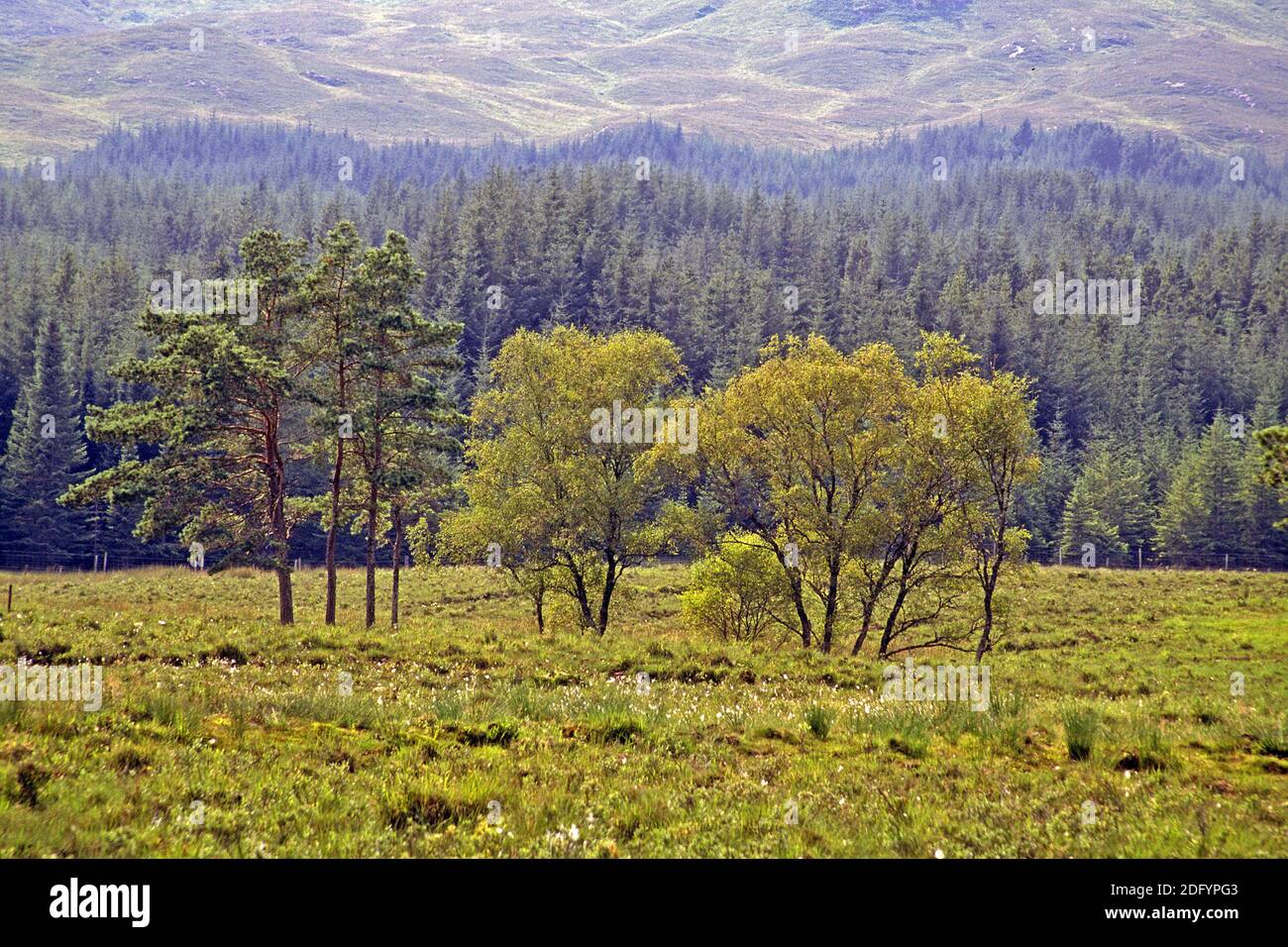 Trees at Loch Eile, Scotland Stock Photo - Alamy