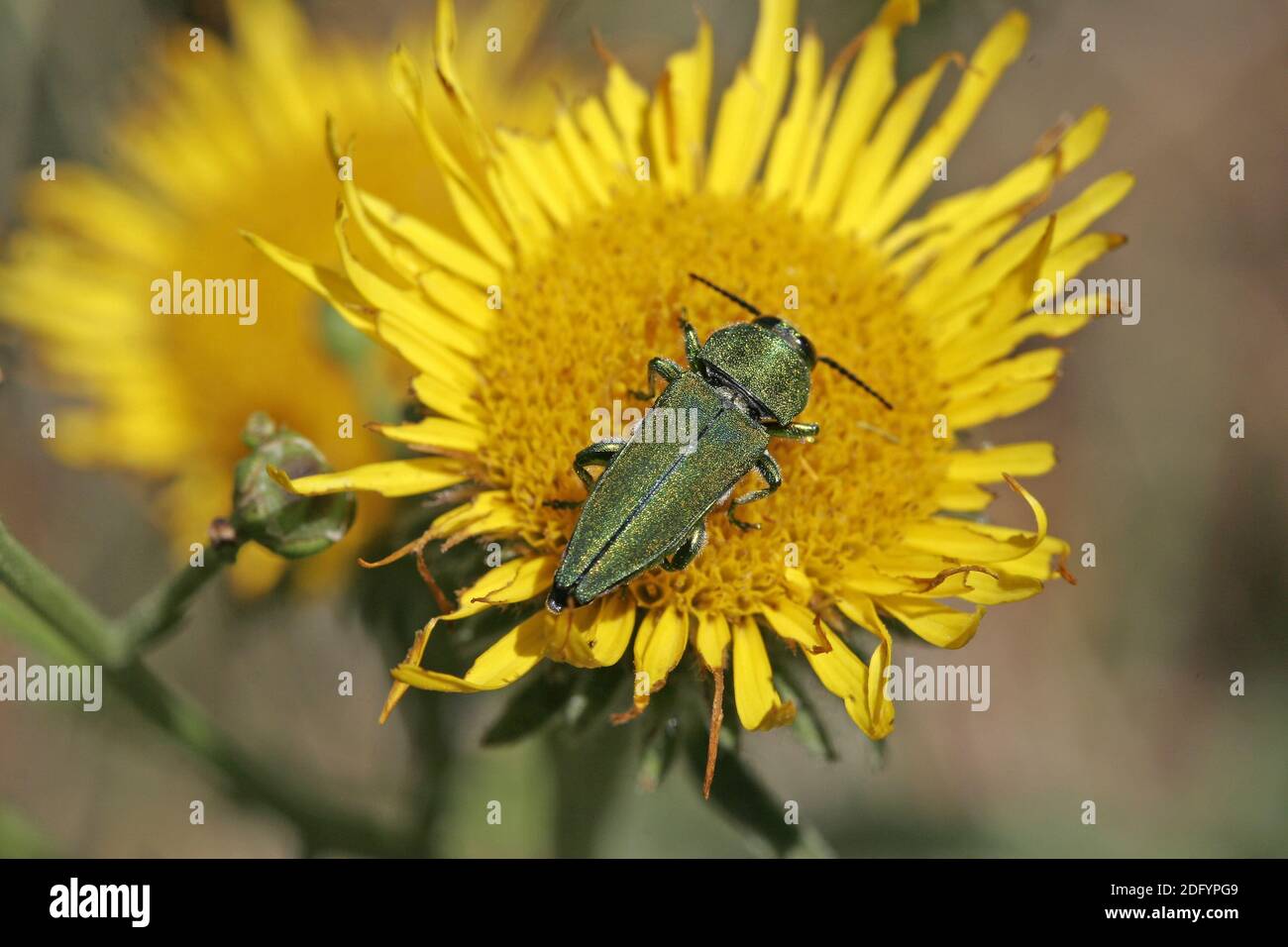 Hungarian Jewel beetle Stock Photo - Alamy