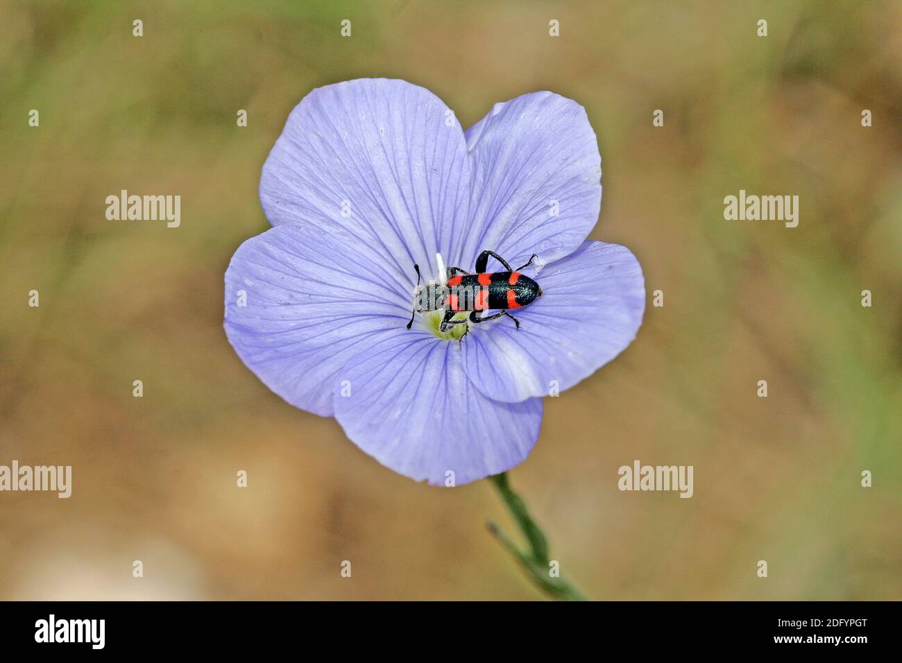 Bee Beetle Bee Wolf Bee Beetle High Resolution Stock Photography and ...