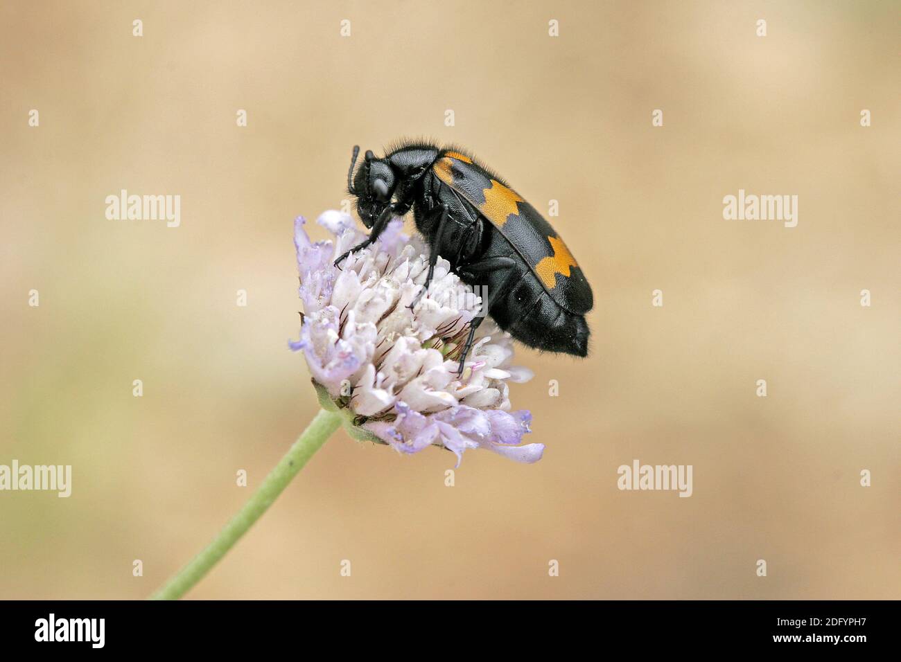 Mylabris variabilis, Striated bladder beetle Stock Photo - Alamy