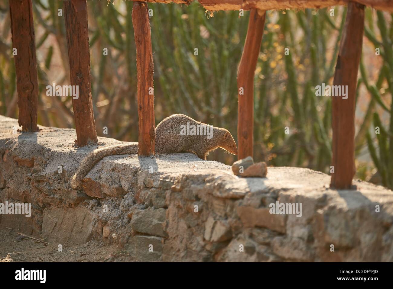 An Indian Grey Mongoose in Todgarh Wildlife Sanctuary Stock Photo - Alamy