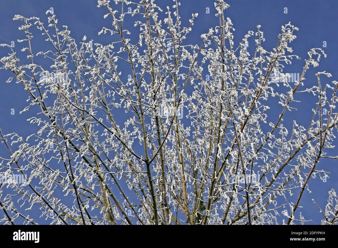 Tree with frost Stock Photo - Alamy