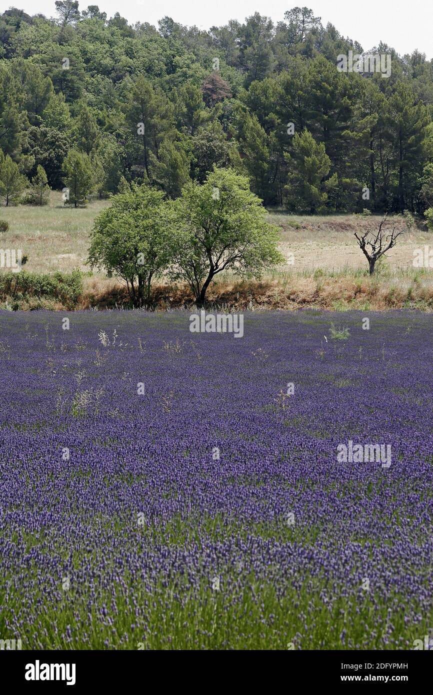 Bei Rustrel, Lavendelfelder, Provence Stock Photo - Alamy