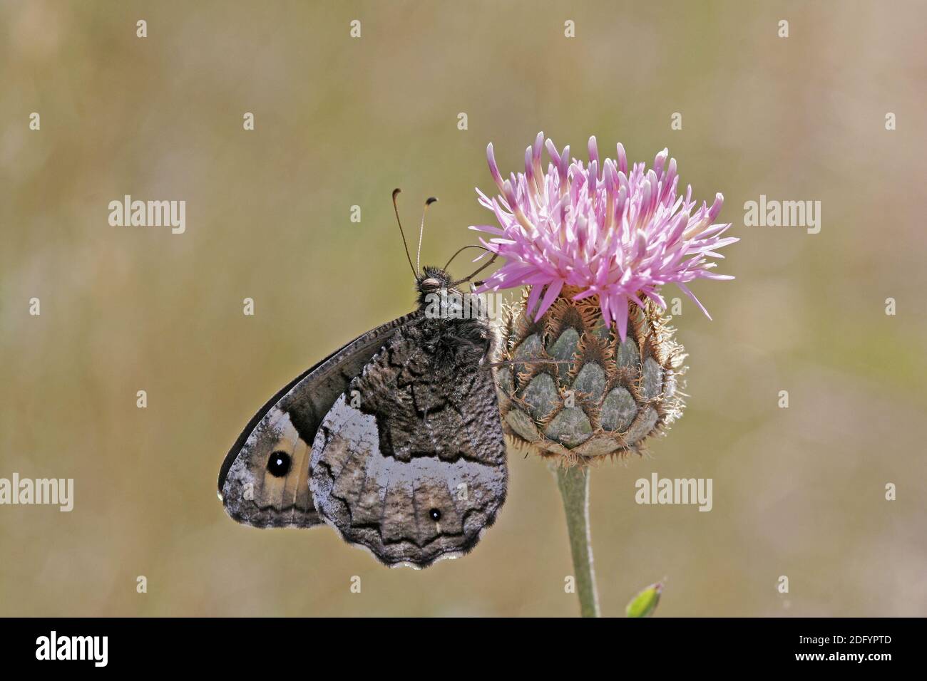Woodland grayling hi-res stock photography and images - Alamy