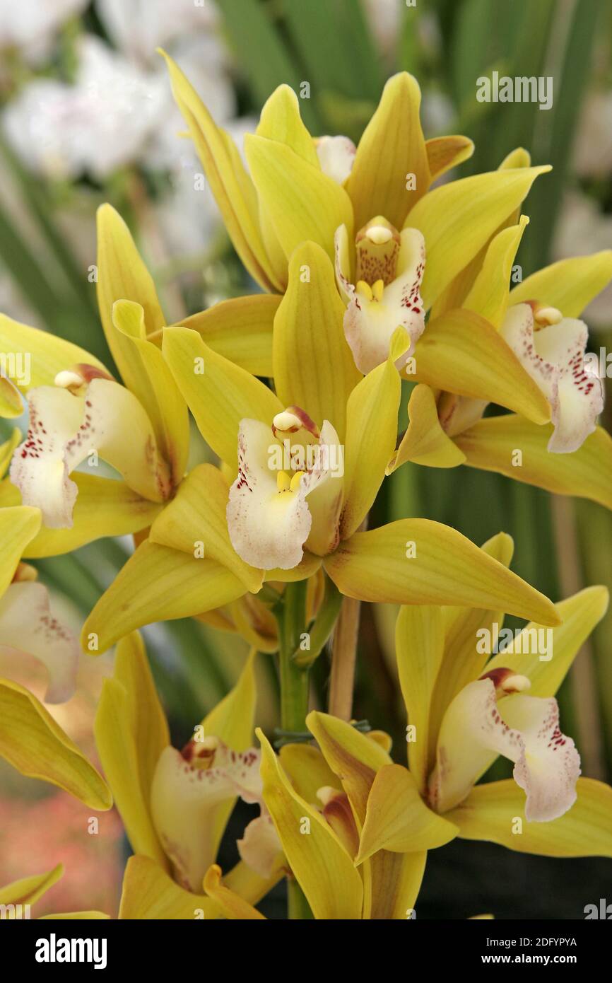 Tiger orchids hi-res stock photography and images - Alamy