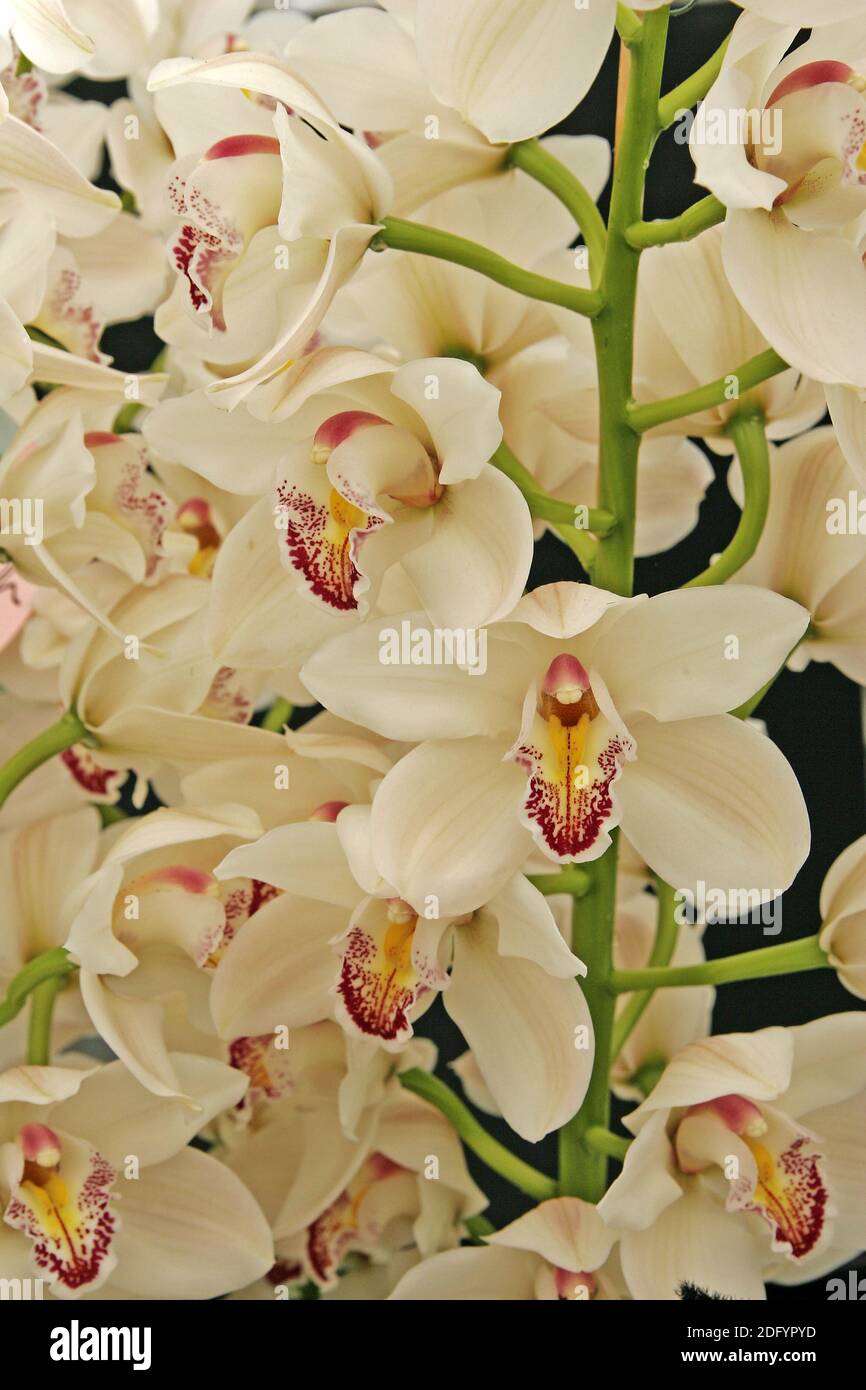 Ornamental cascade hi-res stock photography and images - Alamy