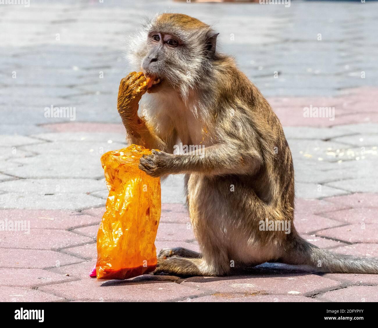 A long-tailed macaque eats curry from a bag near the Batu Caves ...