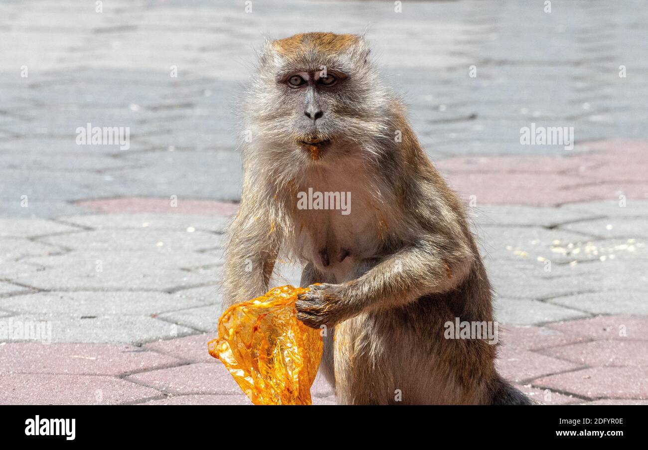 A long-tailed macaque eats curry from a bag near the Batu Caves ...