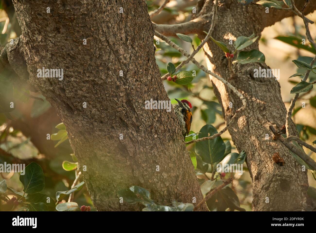A Black Rumped Flameback at Todgarh Raoli Wildlife Sanctuary Stock ...