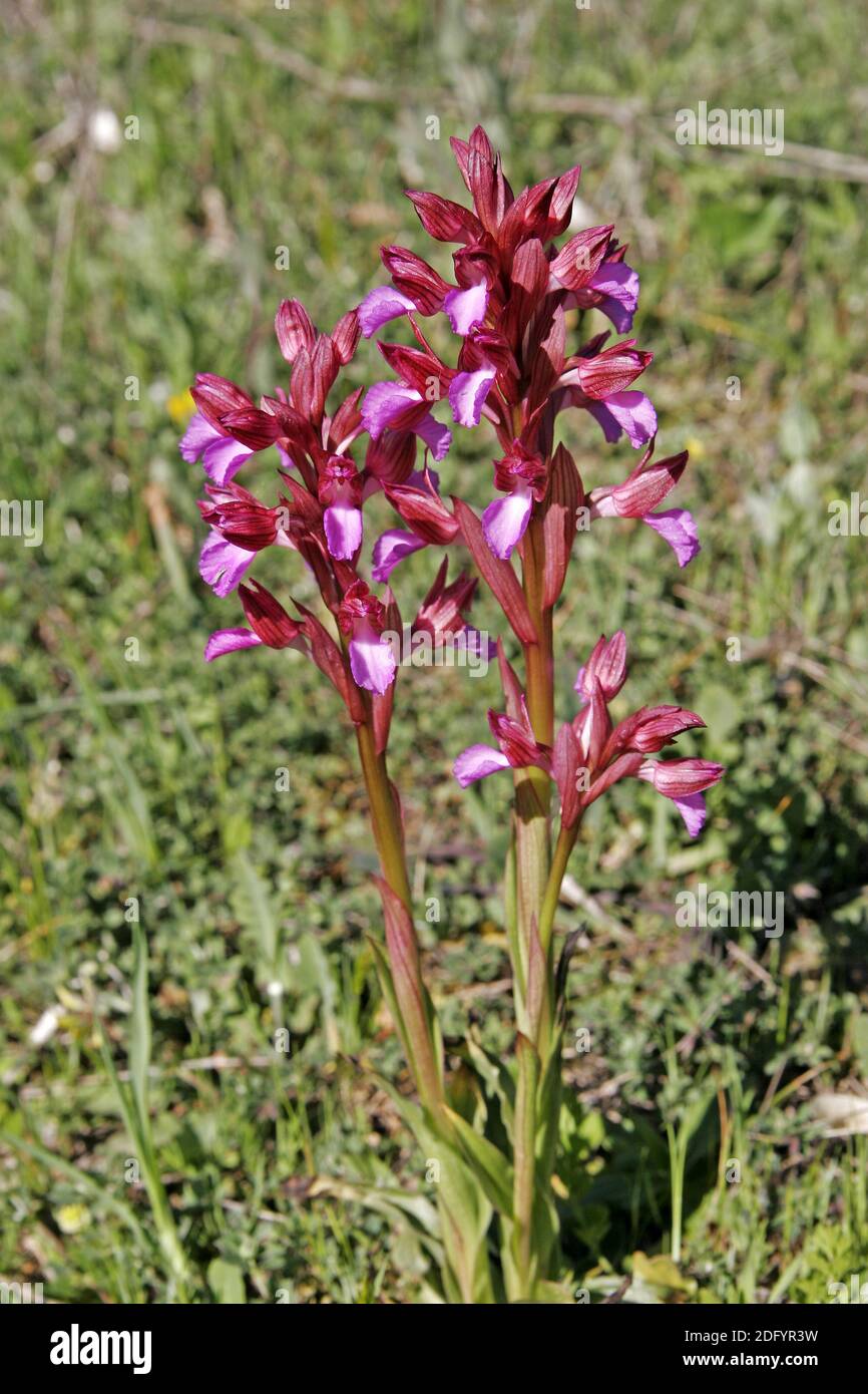 Papilionaceae hi-res stock photography and images - Alamy