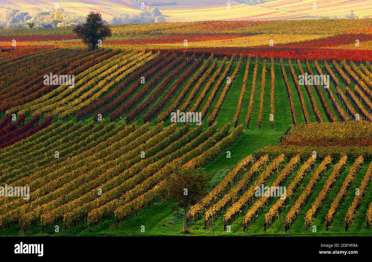 Colourful wine fields Stock Photo - Alamy