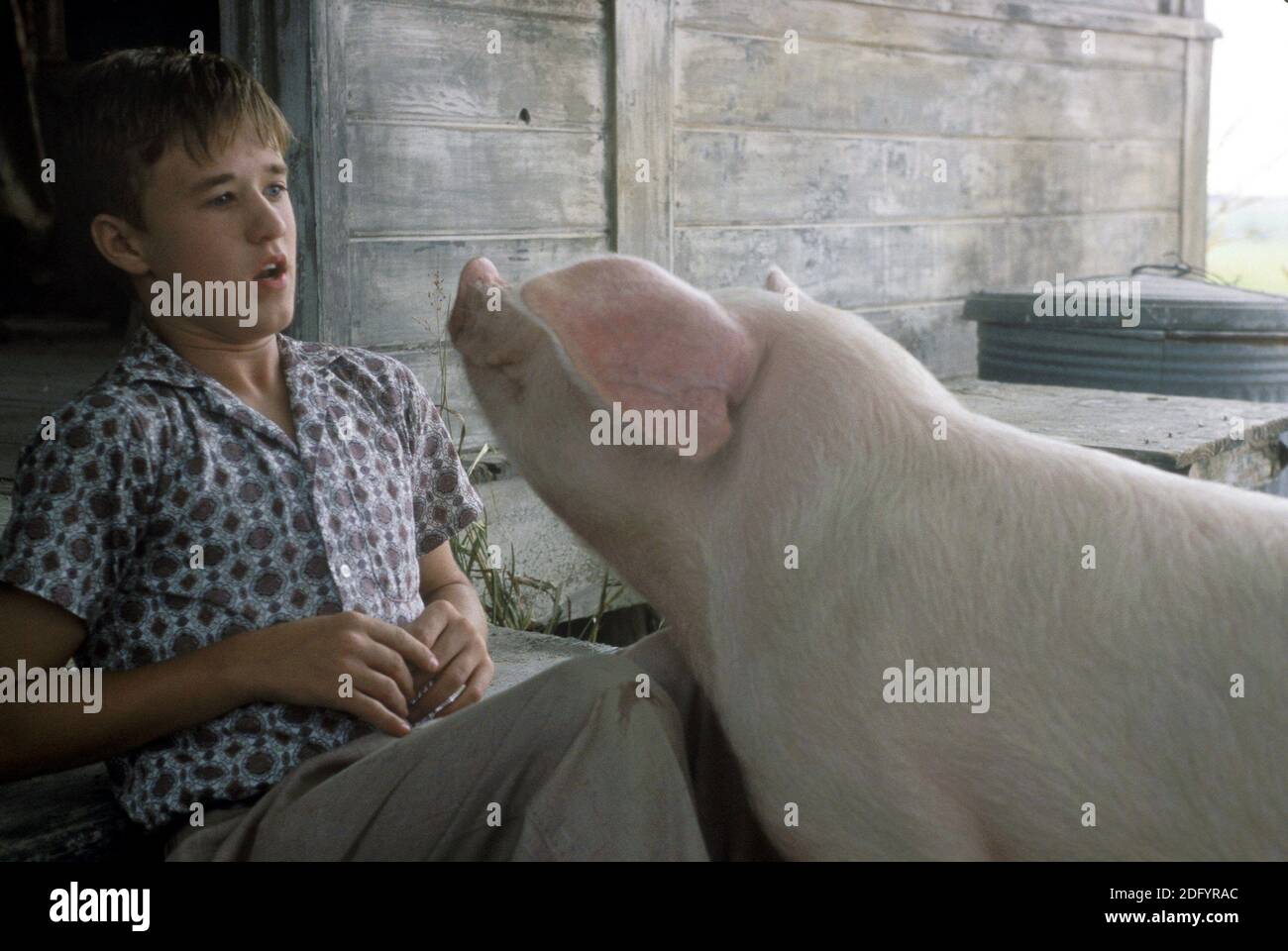 Secondhand lions hi-res stock photography and images - Alamy