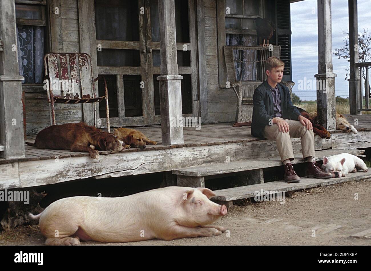Secondhand lions hi-res stock photography and images - Alamy