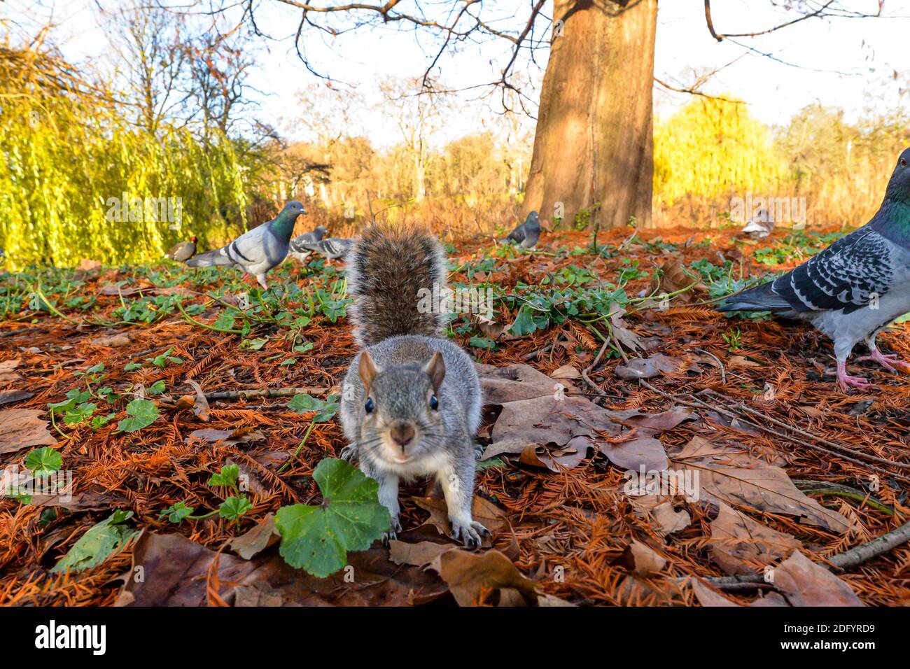 Adult eastern red squirrel hi-res stock photography and images - Alamy