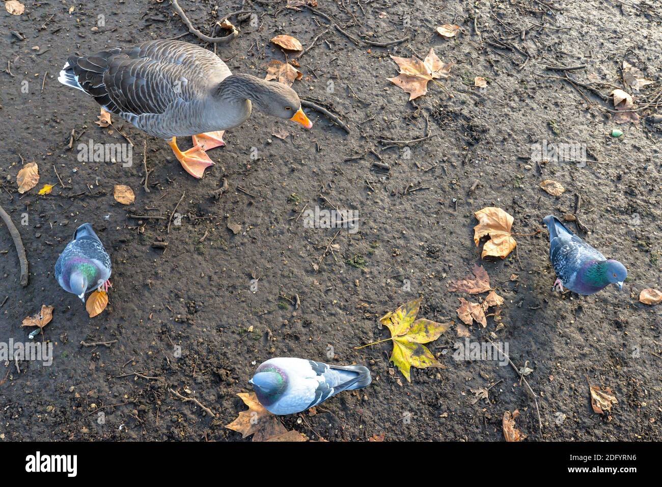 A duck strolling through the park accompanied by three pigeons on 5th ...