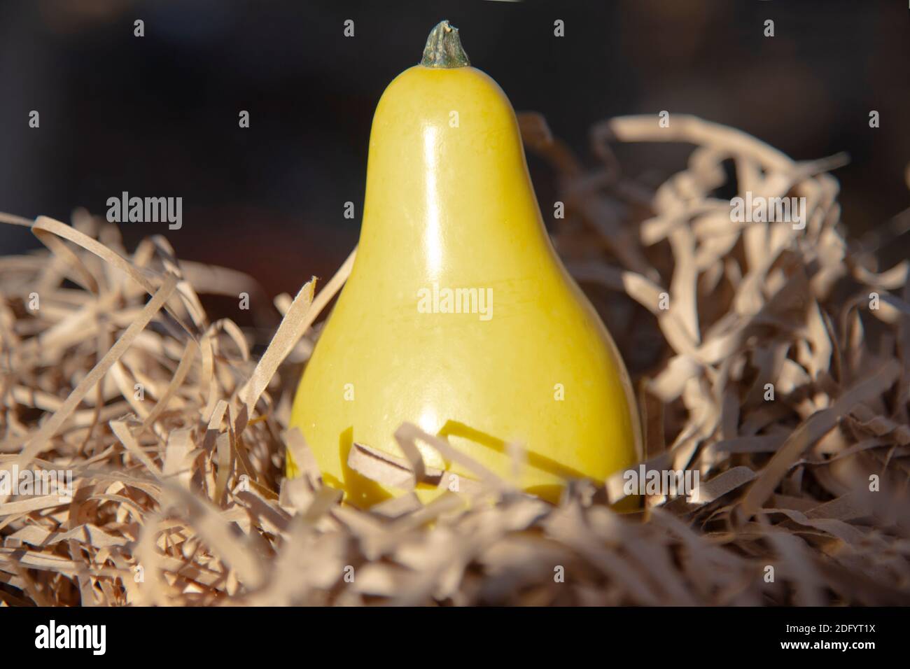 Yellow pear-shaped pumpkin in ecological straw for storage. Concept of ...
