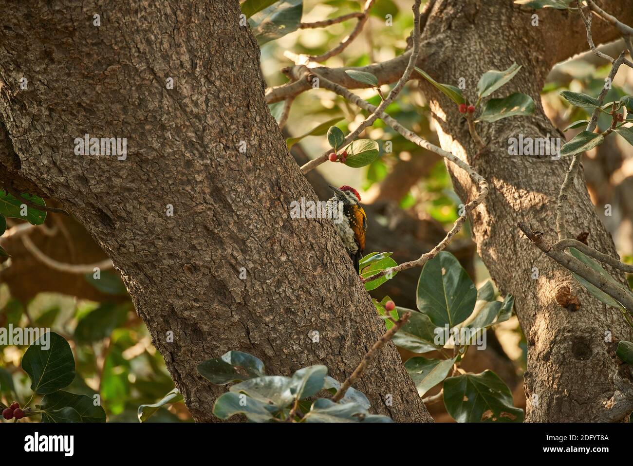 A Black Rumped Flameback at Todgarh Raoli Wildlife Sanctuary Stock ...