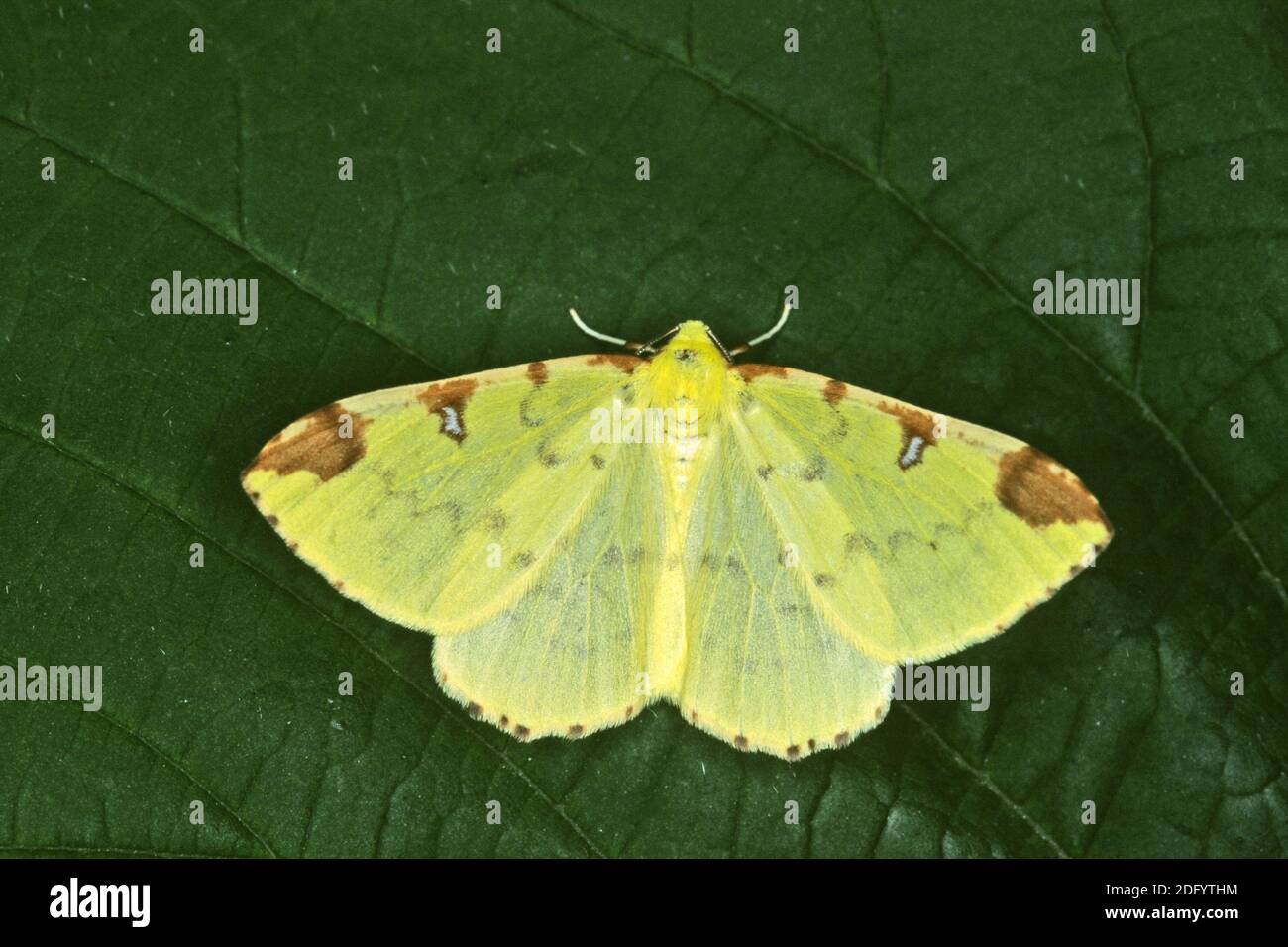 Opistograptis luteolata hi-res stock photography and images - Alamy