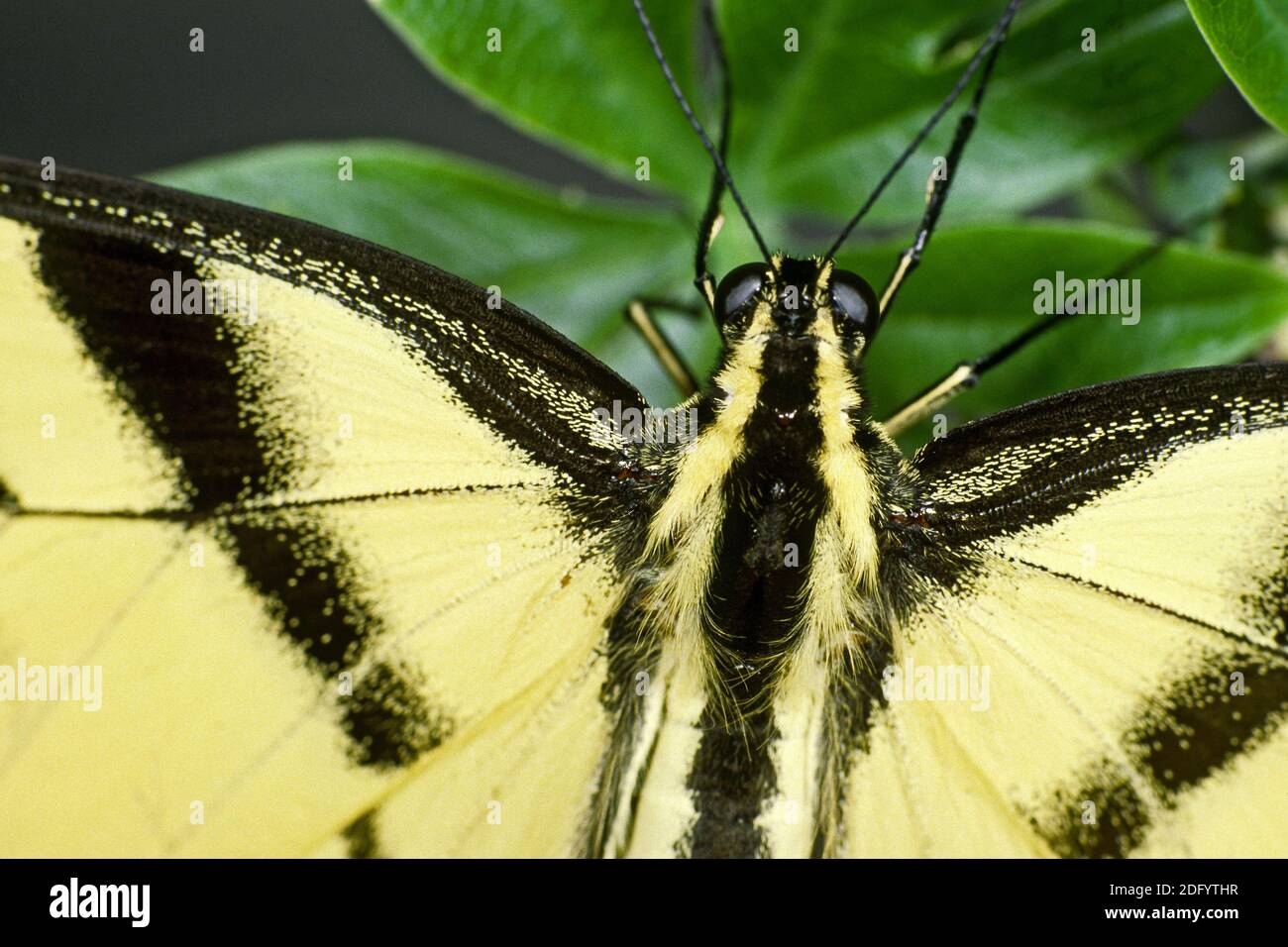 Papilio species, swallowtail Stock Photo - Alamy