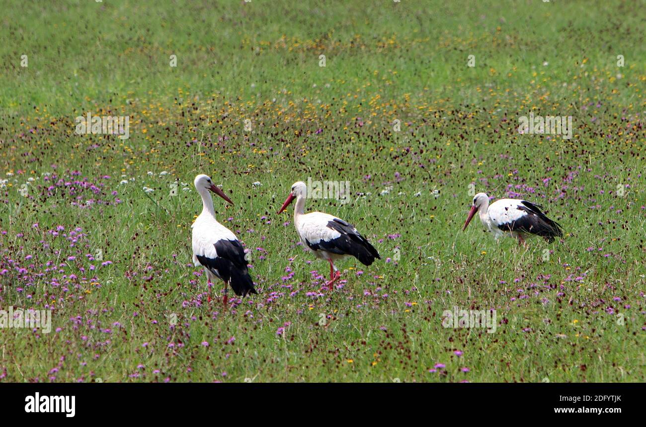 In search of food Stock Photo - Alamy