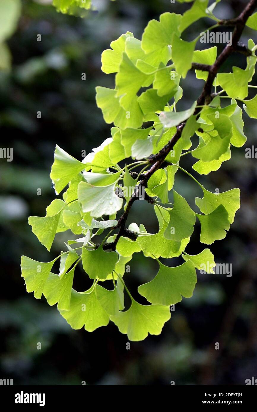 Gingko tree branch Stock Photo - Alamy