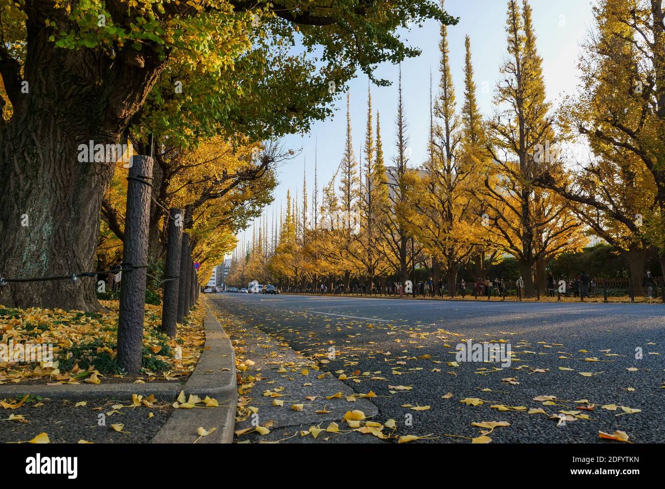 Ginko tree street hi-res stock photography and images - Alamy