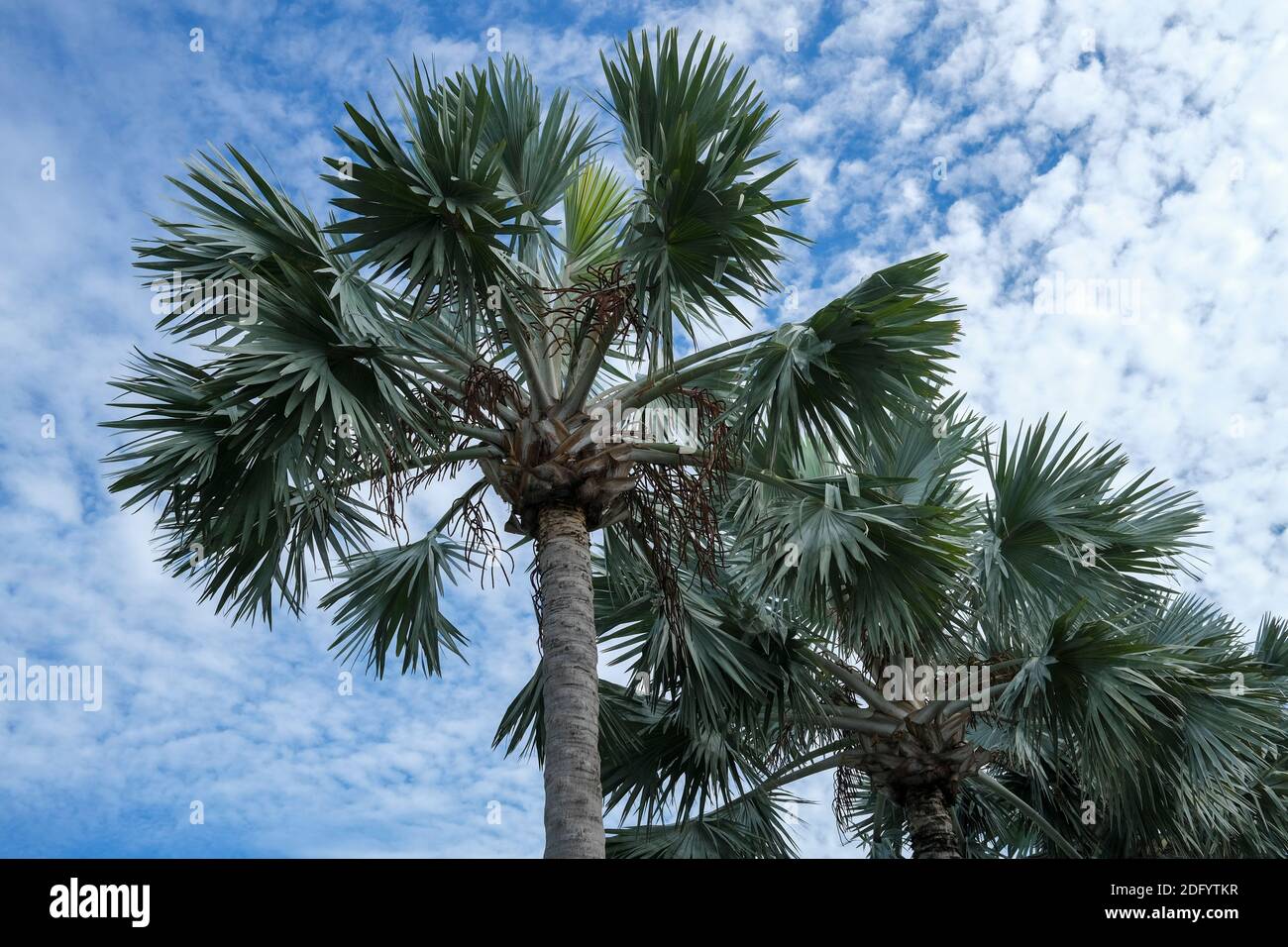 Bismarckia nobilis hi-res stock photography and images - Alamy