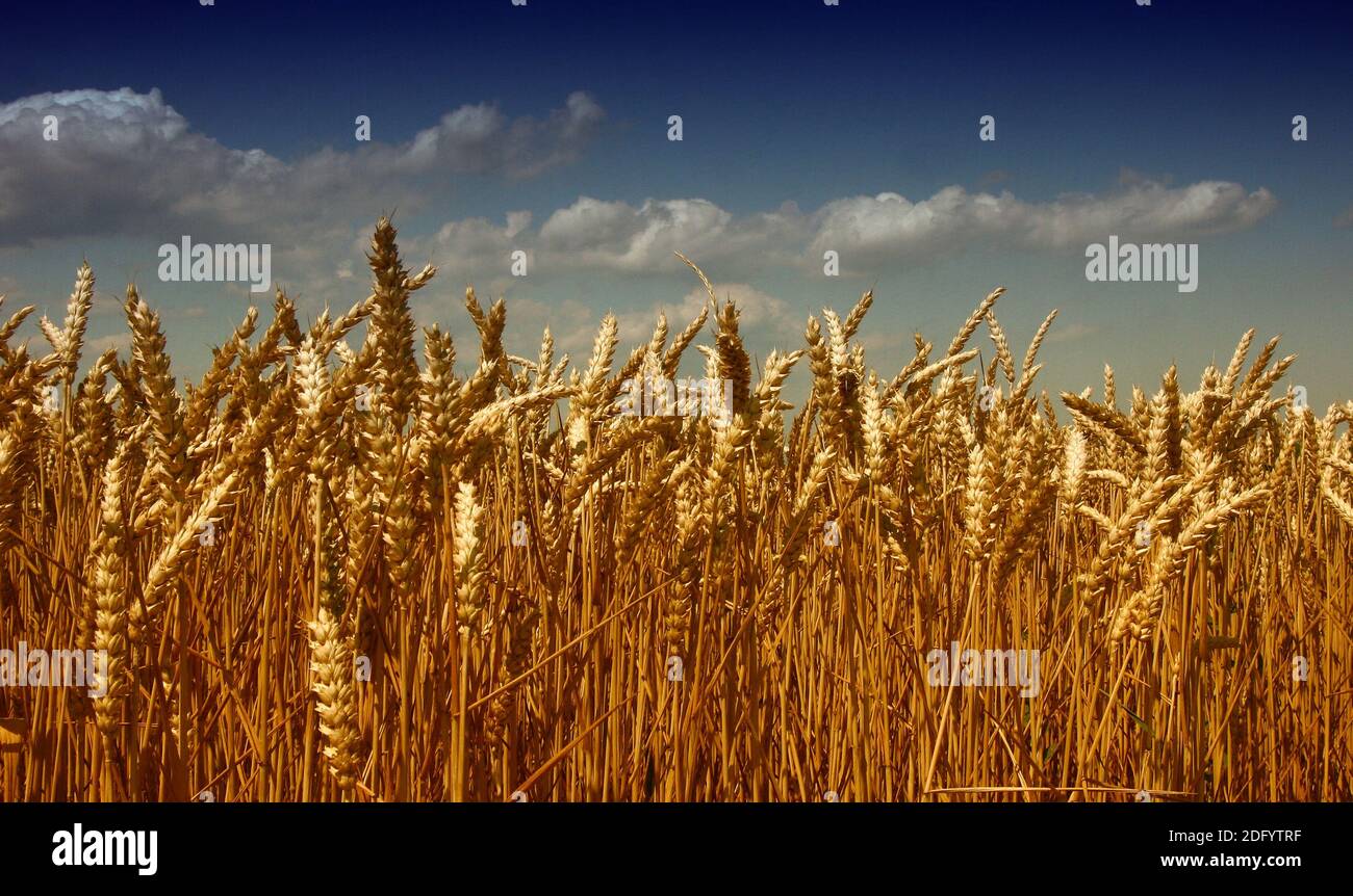 Time to maturity hi-res stock photography and images - Alamy