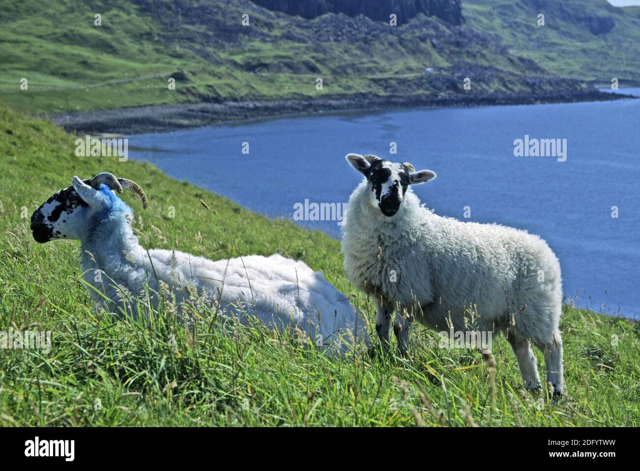 Sheep on Skye, Scotland Stock Photo - Alamy