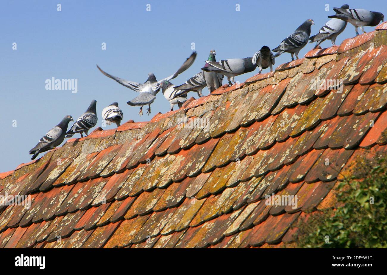 Pigeons roof hi-res stock photography and images - Alamy