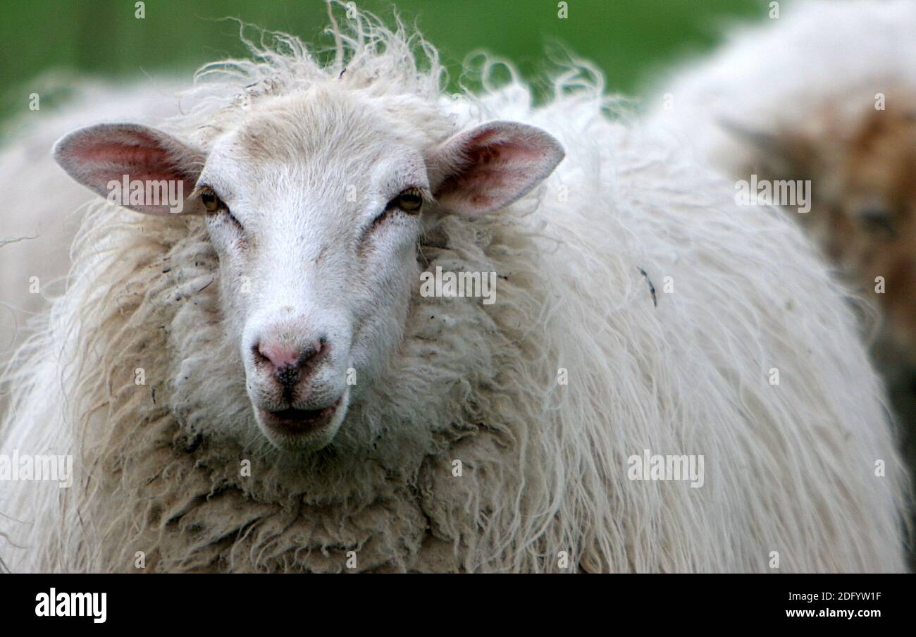 Ball of wool Stock Photo - Alamy