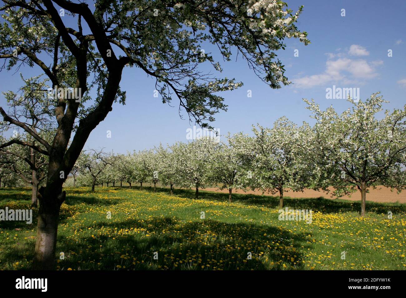 Fruit tree blossom Stock Photo - Alamy