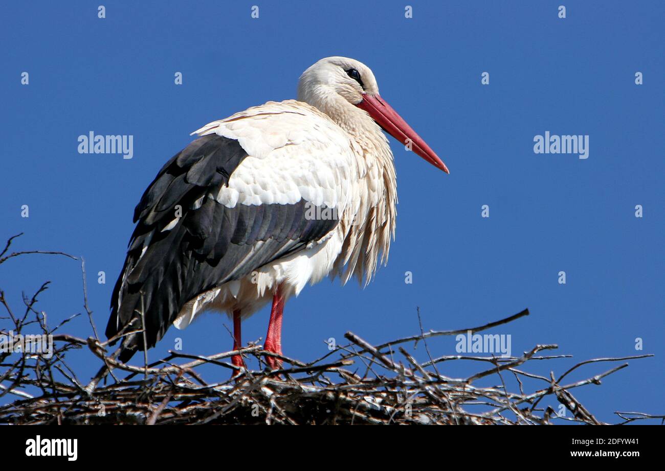 Master adebar hi-res stock photography and images - Alamy