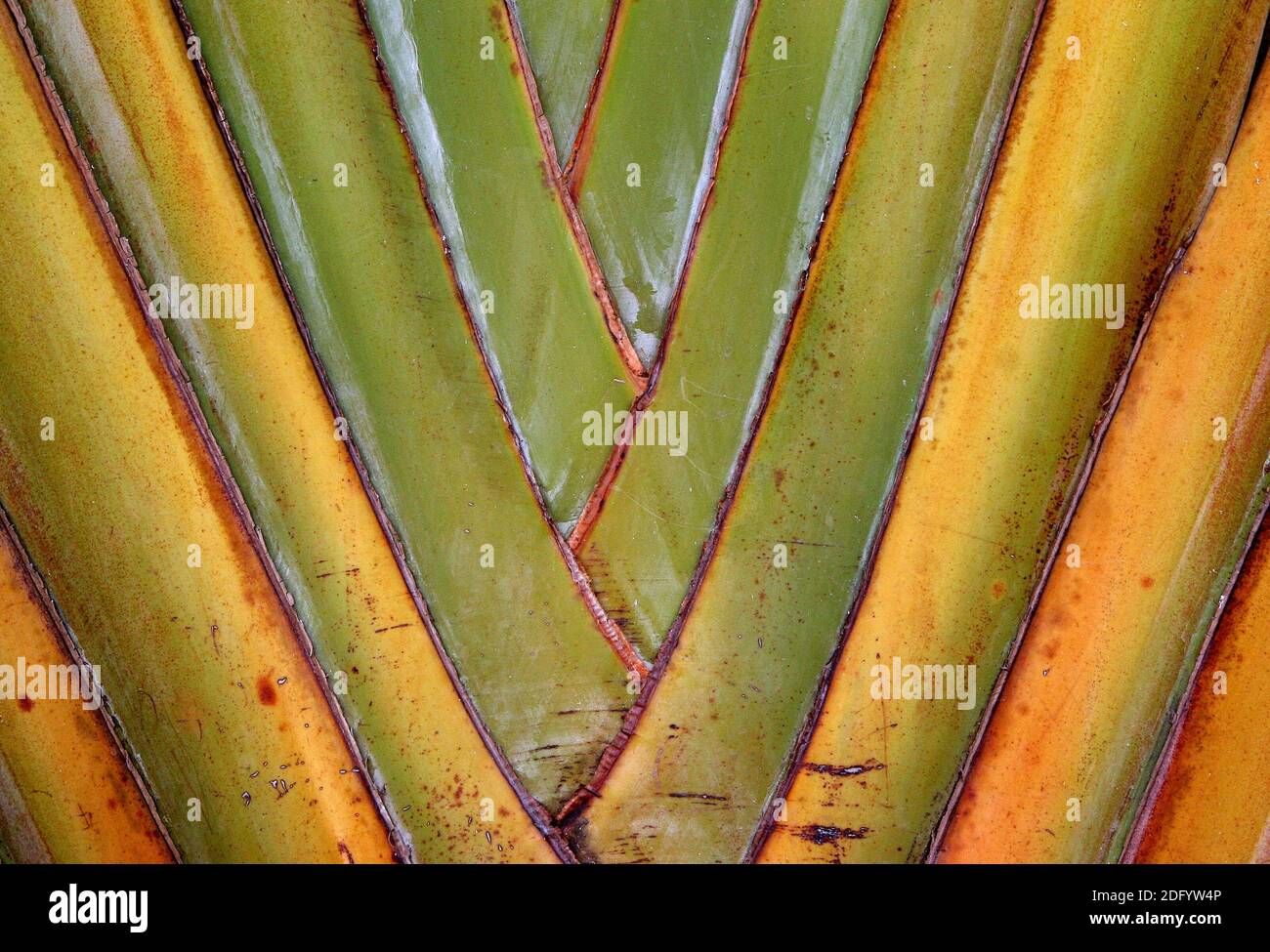 Strelitzia gigantea hi-res stock photography and images - Alamy