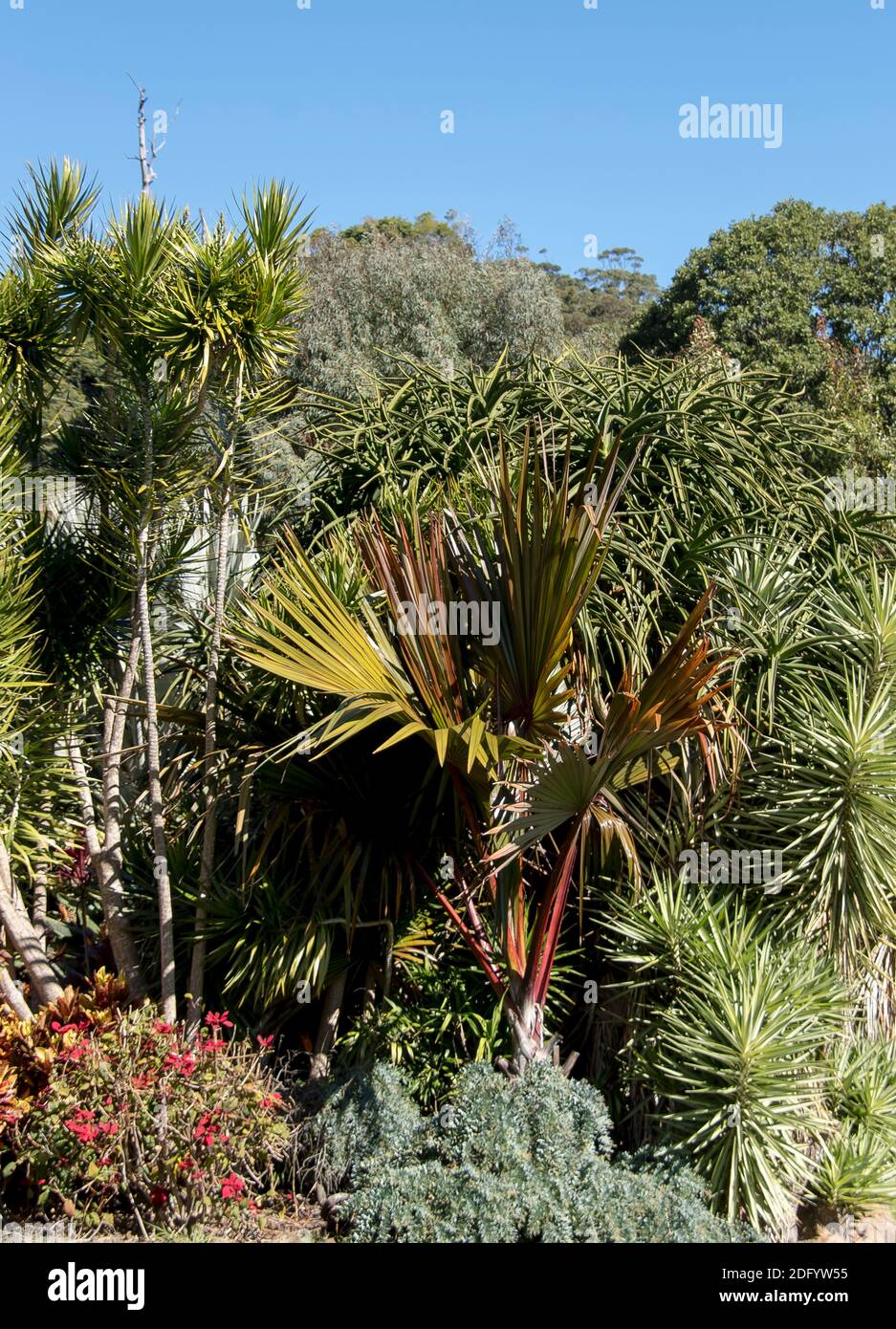 Sub Tropical Trees Australia High Resolution Stock Photography and ...
