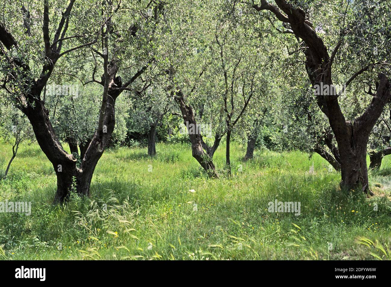 Olea europaea, olive trees near Lucca Stock Photo - Alamy