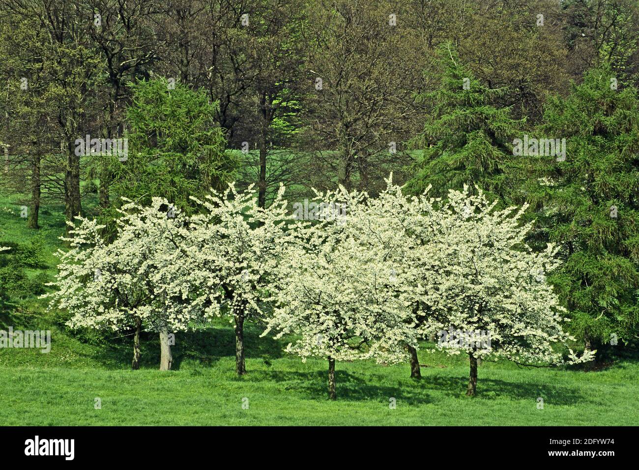 Cherry trees in Hagen Stock Photo - Alamy