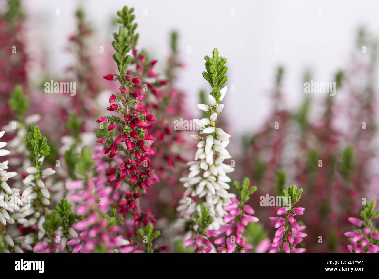 Calluna flowers (heather) isolated on white background Stock Photo - Alamy
