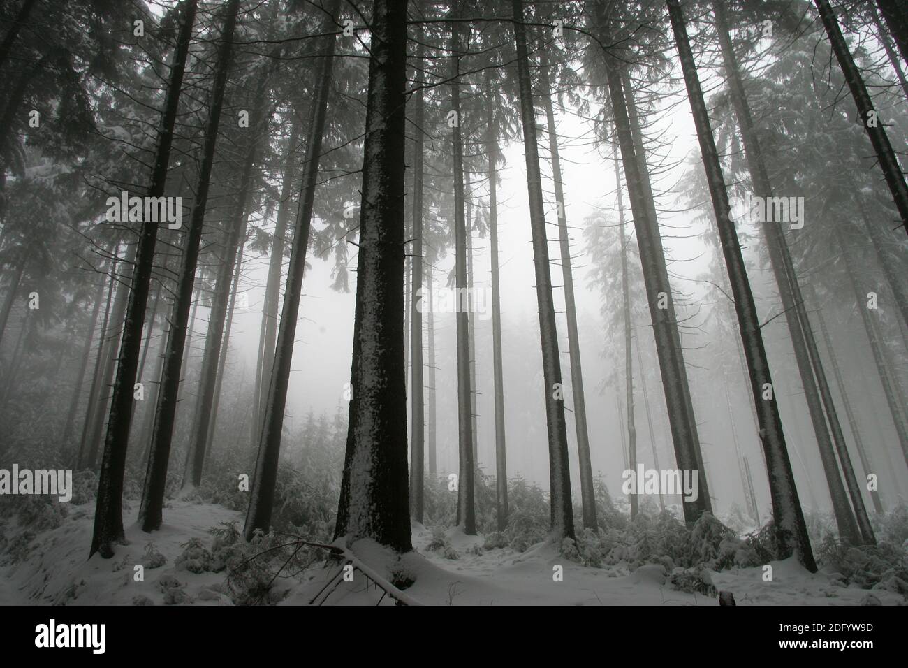 Verschneiter wald hi-res stock photography and images - Alamy
