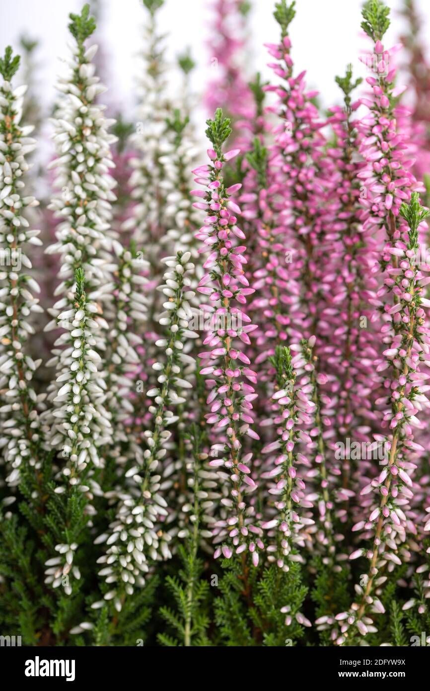 Calluna flowers (heather) isolated on white background Stock Photo - Alamy