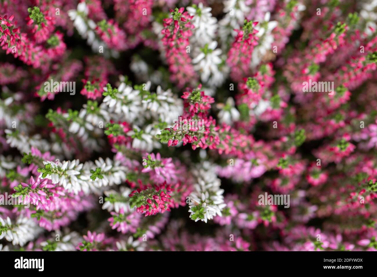 Calluna flowers (heather) isolated on white background Stock Photo - Alamy
