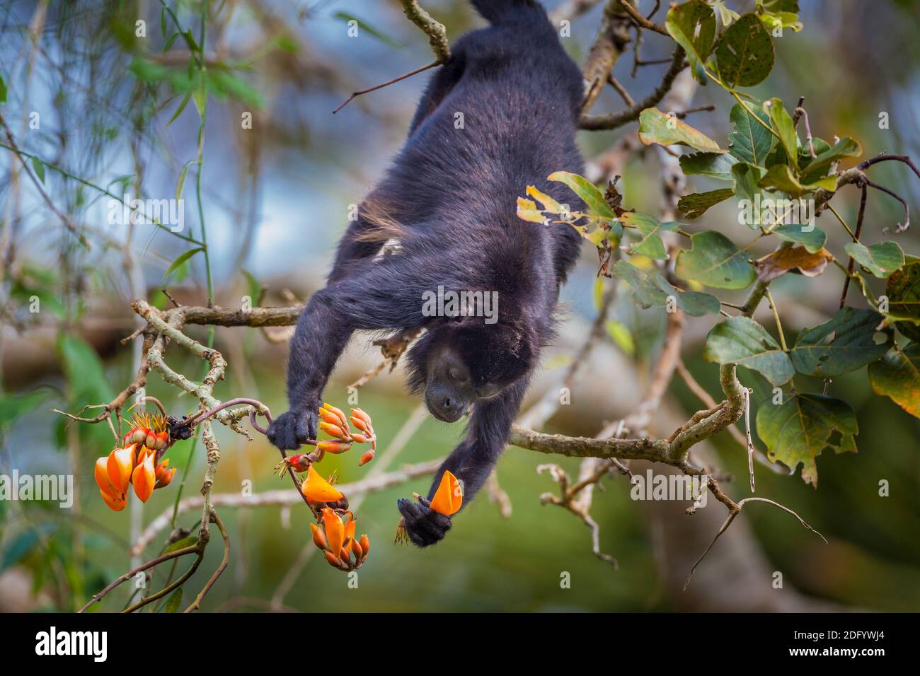 Panama wildlife with a Mantled Howler Monkey, Alouatta palliata ...
