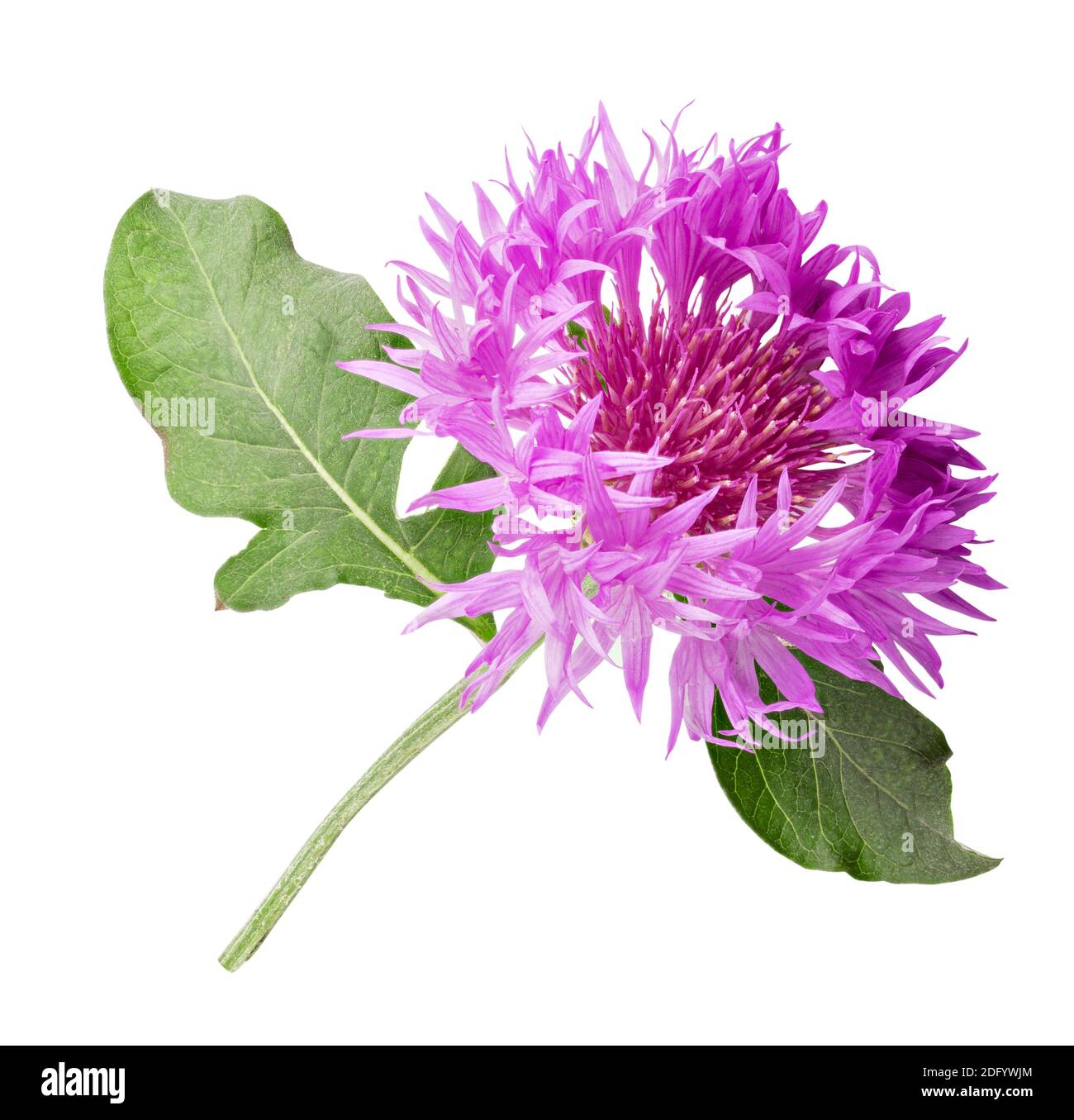 Purple cornflower isolated on white Stock Photo - Alamy