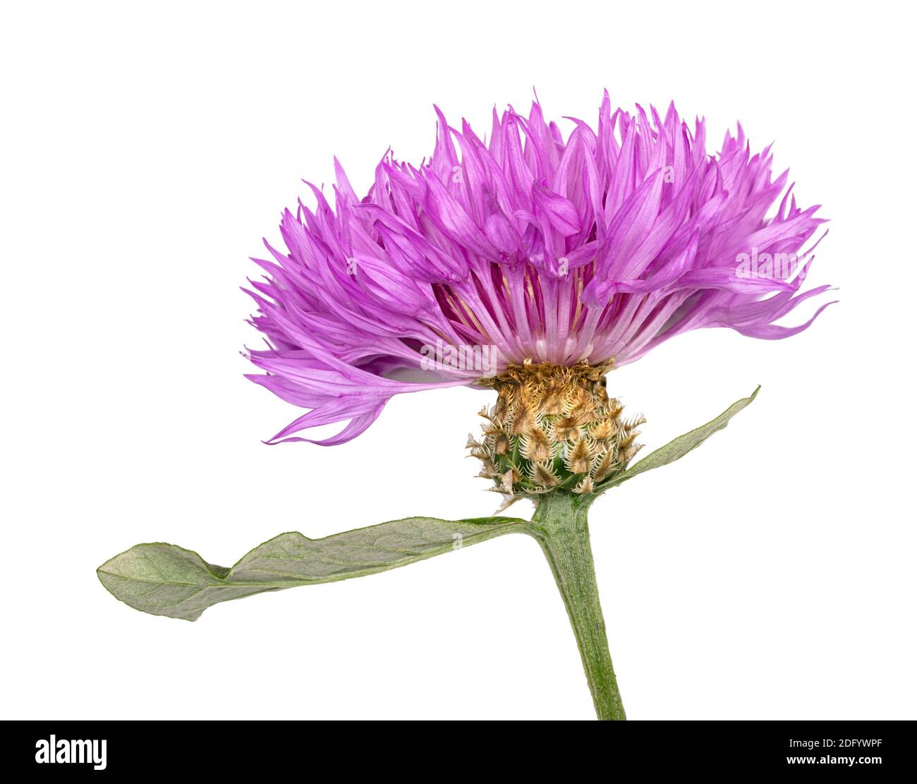 Purple cornflower isolated on white Stock Photo - Alamy