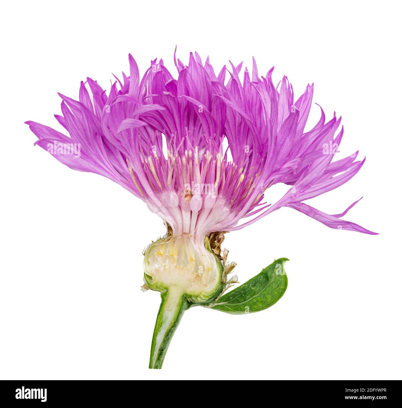 Purple cornflower isolated on white Stock Photo - Alamy