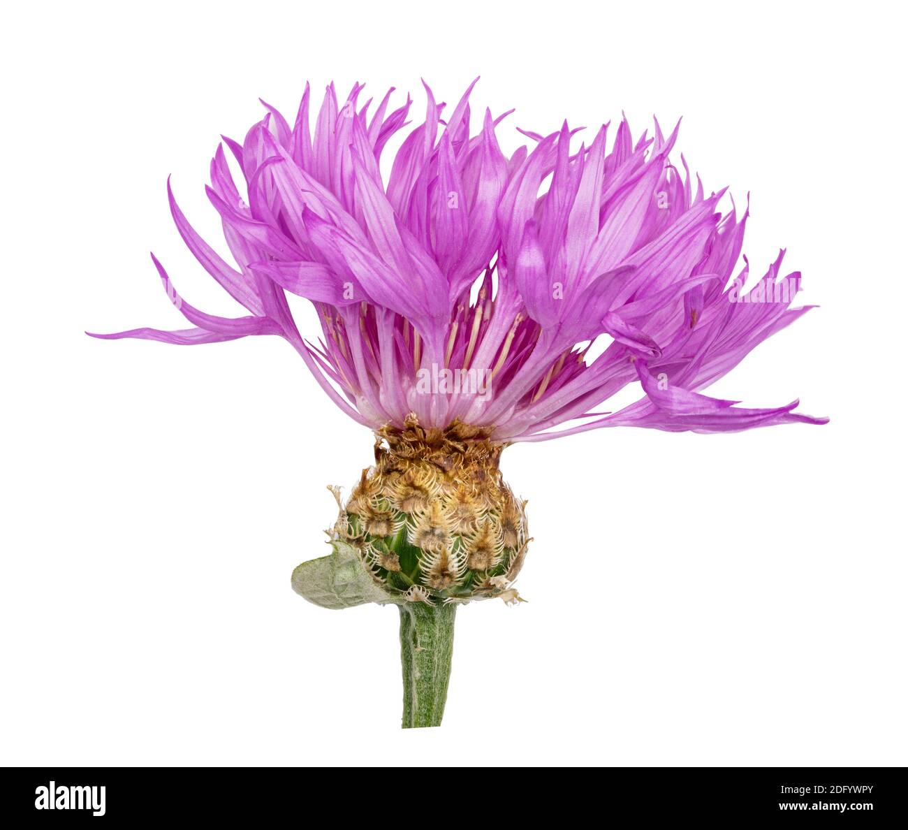 Purple cornflower isolated on white Stock Photo - Alamy